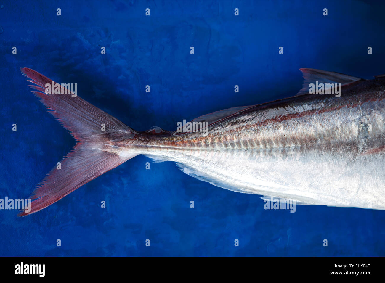 Close up of a fish tail on a blue background Stock Photo - Alamy