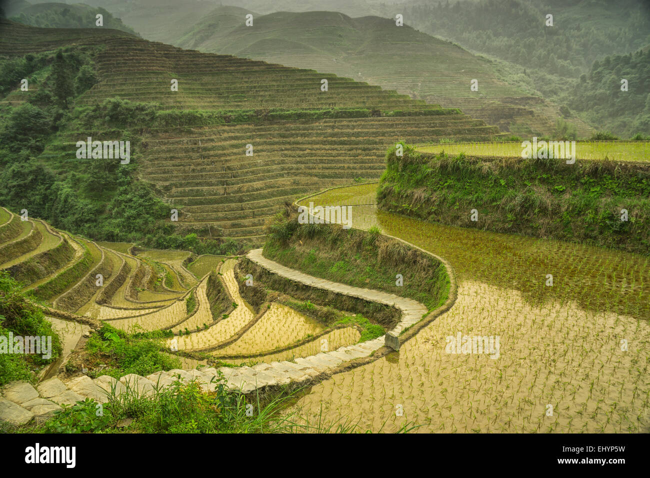 Flooded terraced Rice fields, Longji, Guilin, China Stock Photo - Alamy