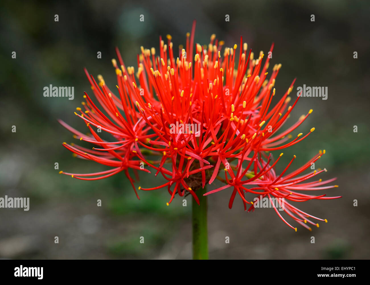 Amaryllidaceae hi-res stock photography and images - Alamy