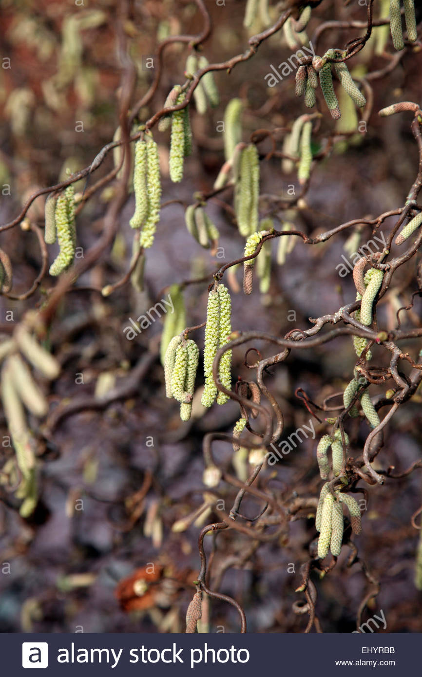 Twisted Hazel Stock Photos & Twisted Hazel Stock Images - Alamy