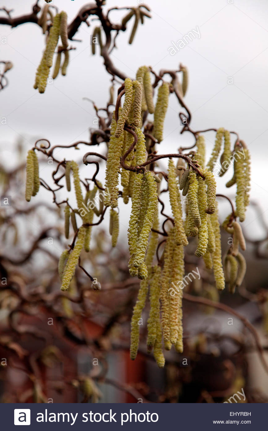 Twisted Hazel Stock Photos & Twisted Hazel Stock Images - Alamy