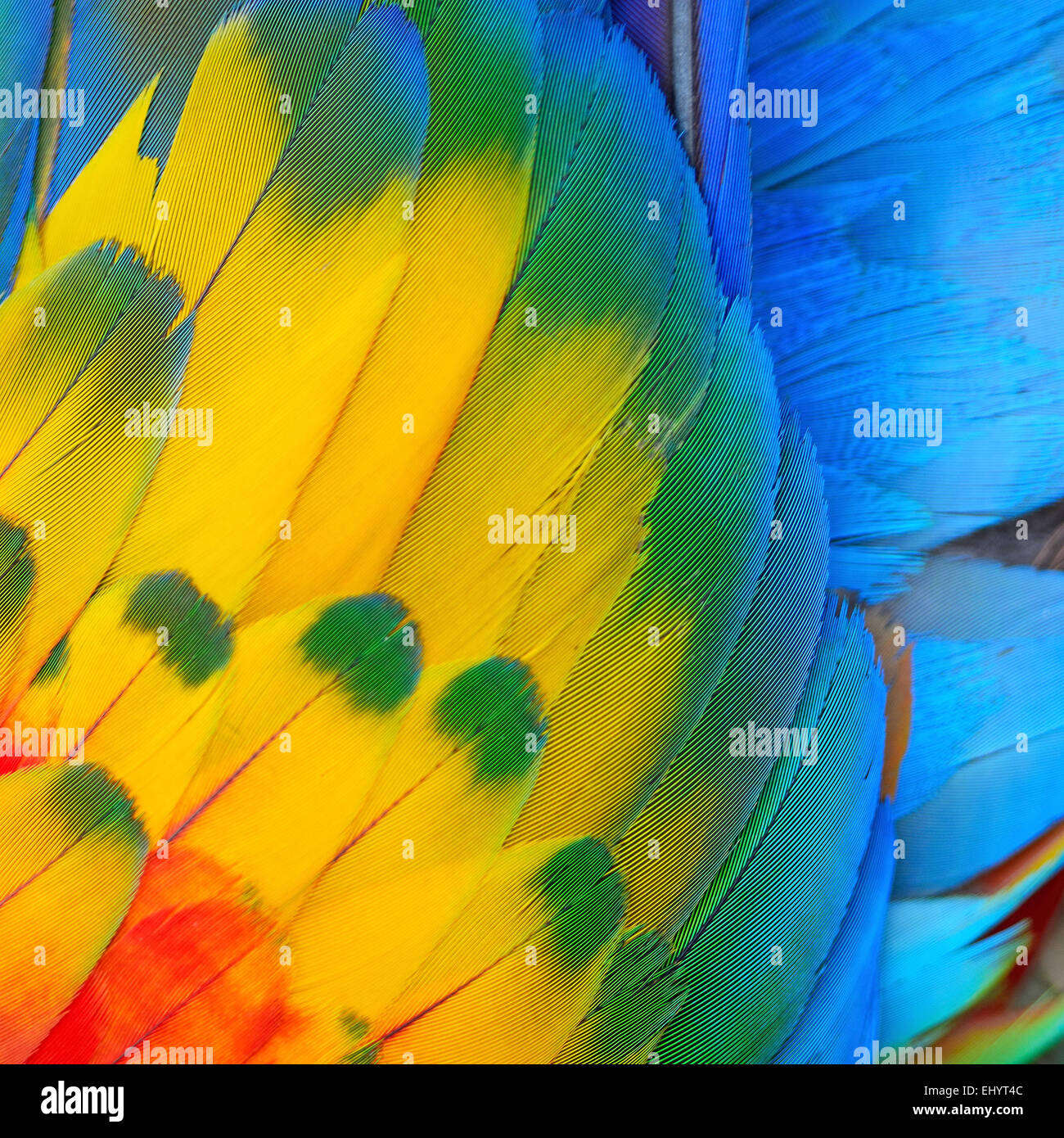 Beautiful bird feathers, Scarlet Macaw feathers pattern background ...