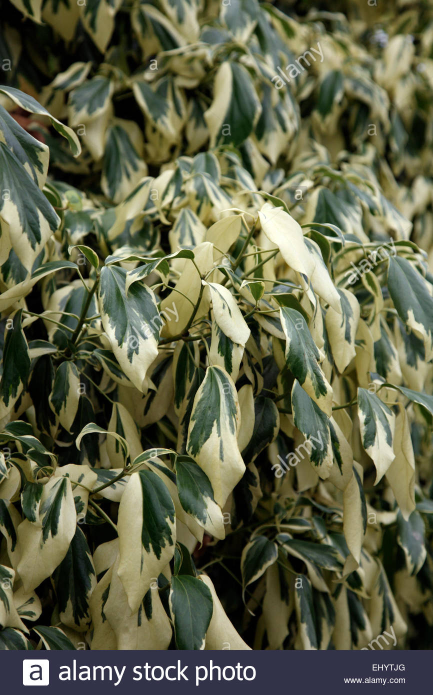Hedera Colchica Dentata Variegata Stock Photos & Hedera Colchica ...