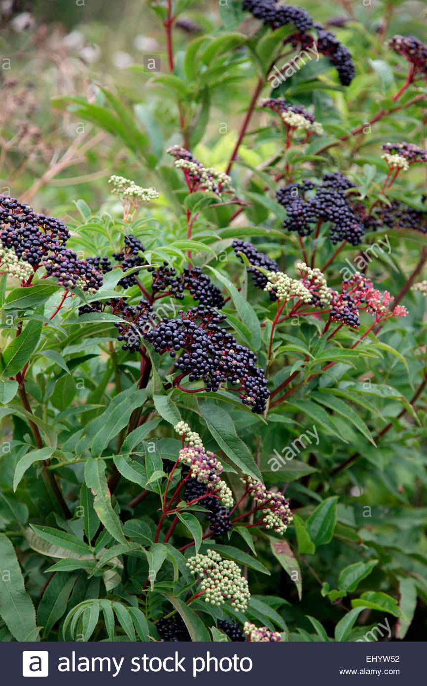 Dwarf Elder Stock Photos & Dwarf Elder Stock Images - Alamy