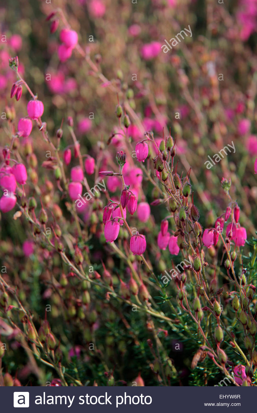 Daboecia Stock Photos & Daboecia Stock Images - Alamy