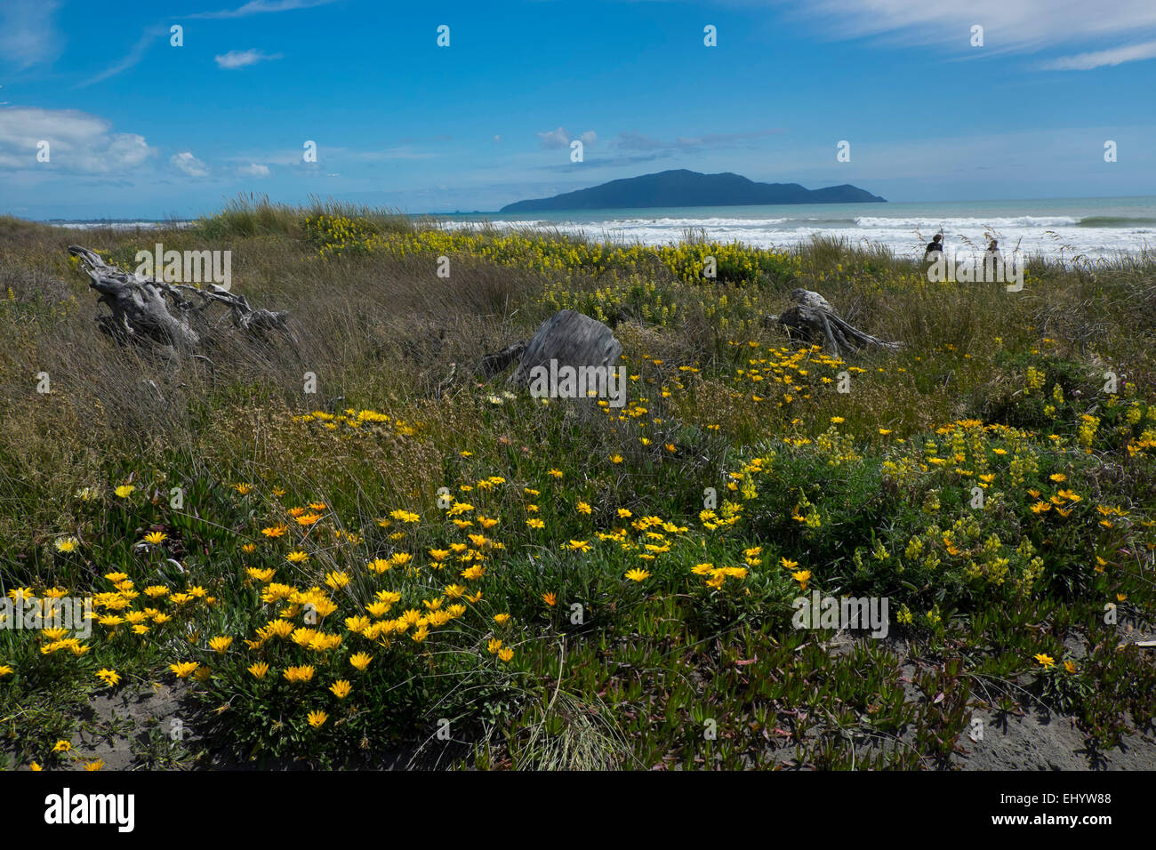 Kapiti island hi-res stock photography and images - Alamy