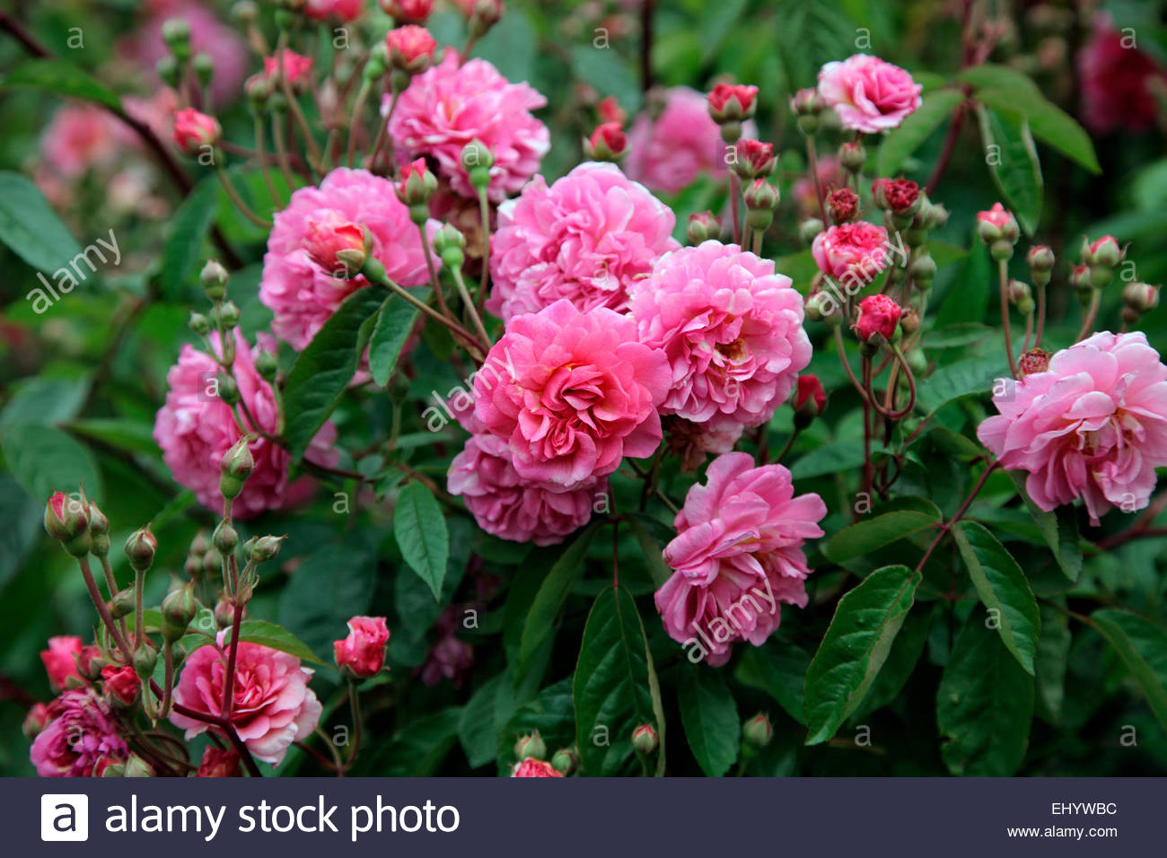 Portrait Cornelia Stock Photos & Portrait Cornelia Stock Images - Alamy