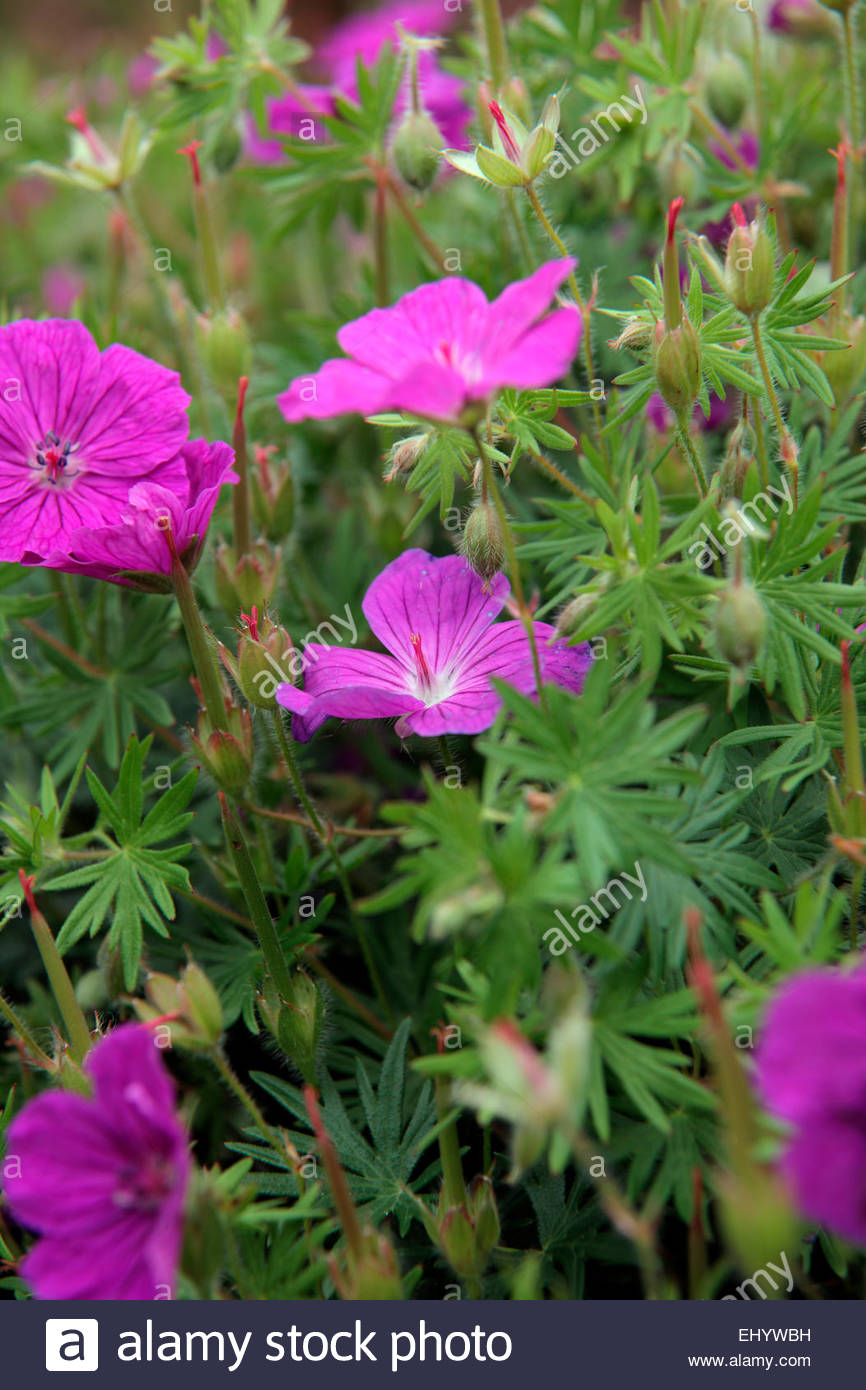 Geranium sanguineum 'Vision Violet' Stock Photo, Royalty Free Image ...