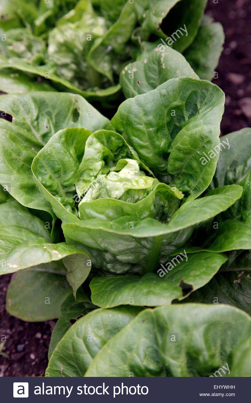 Lettuce Little Gem Stock Photos & Lettuce Little Gem Stock Images - Alamy