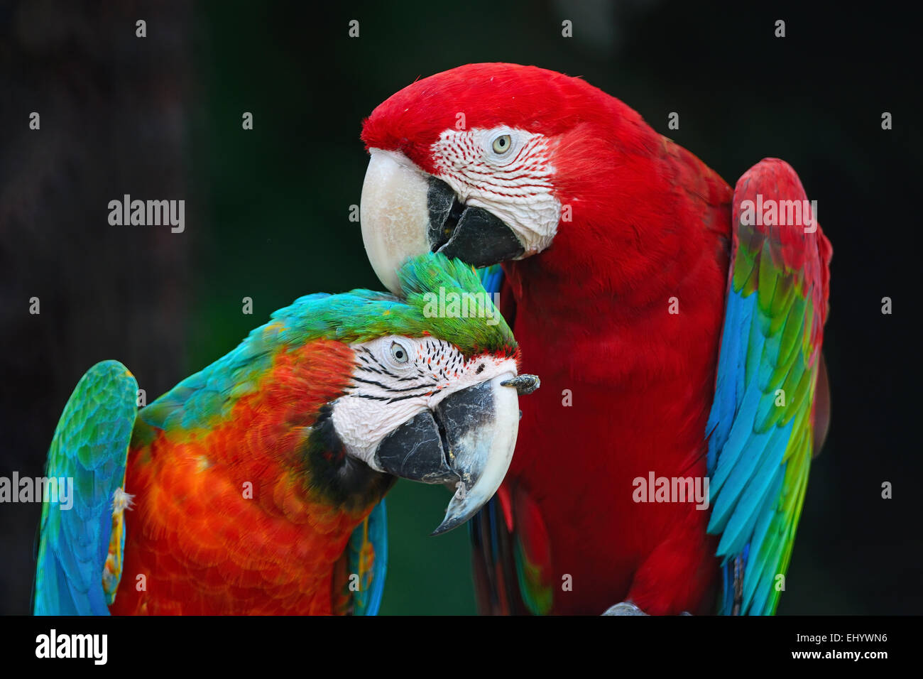 Harlequin parrot hi-res stock photography and images - Alamy