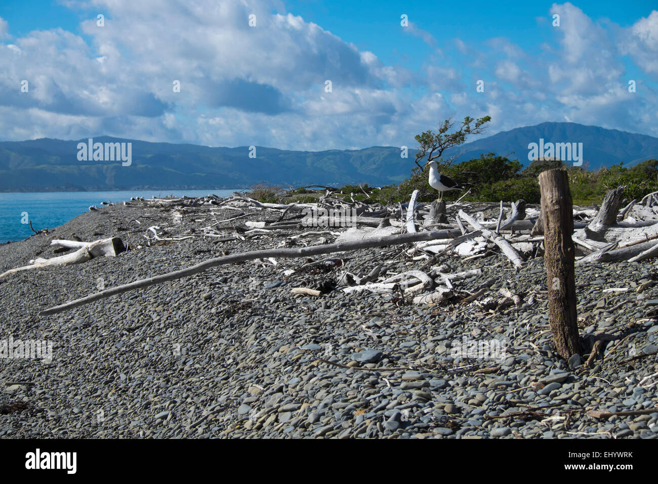 Kapiti Island, view towards mainland west coast of North Island, New ...