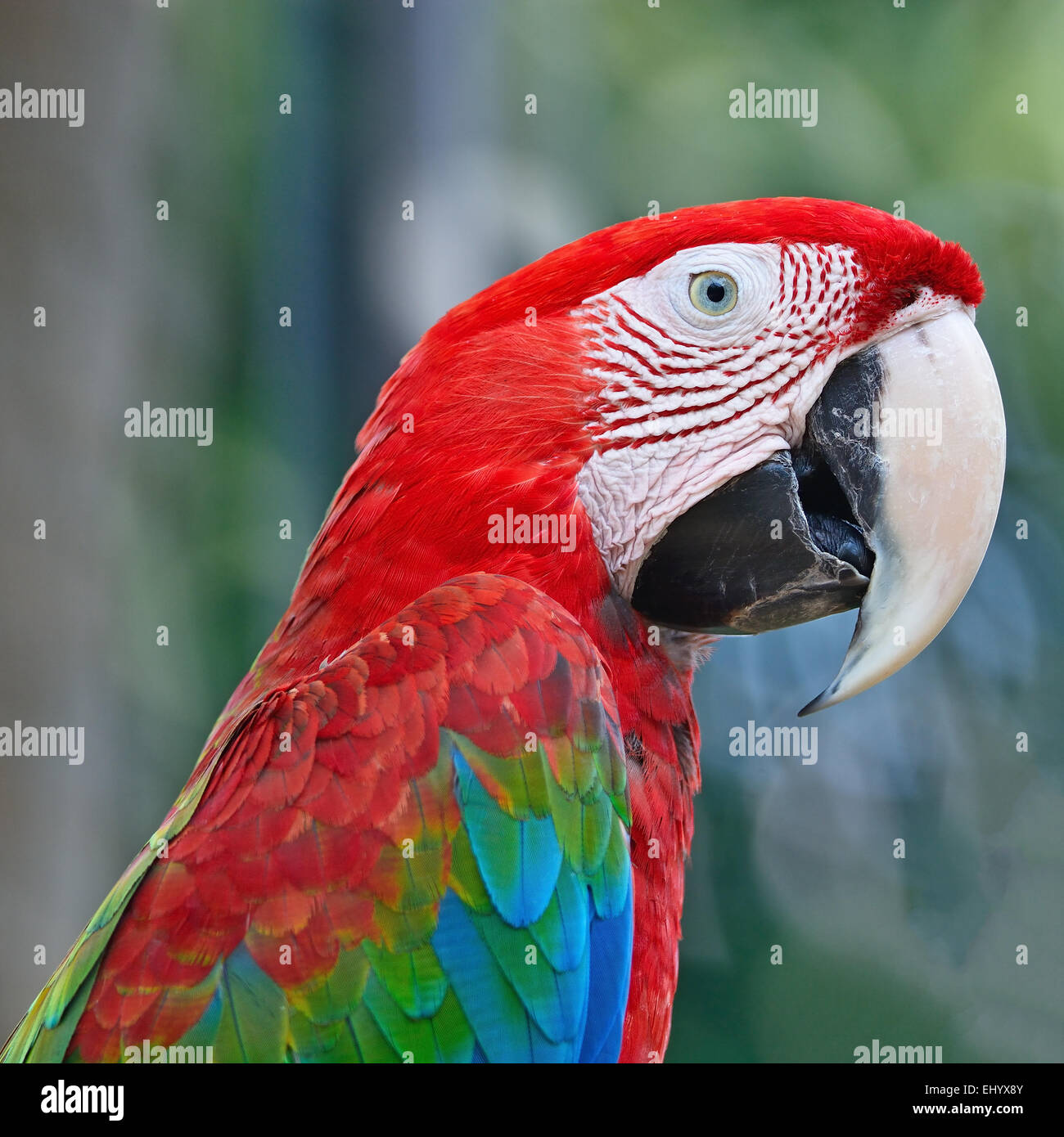 Beautiful parrot bird, Greenwinged Macaw in portrait profile Stock ...