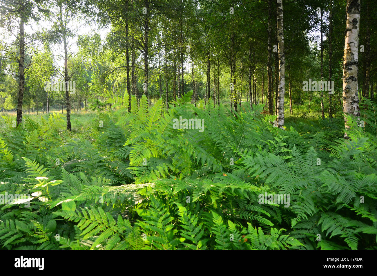 Sweden, Europe, smaland, markaryd, wood, forest, fern, birch, summer ...