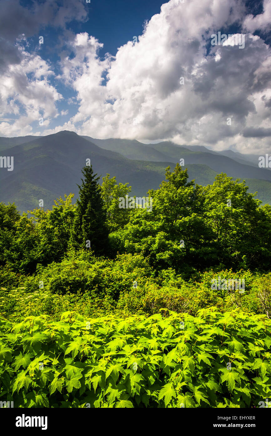 Mid florida ridge hi-res stock photography and images - Alamy