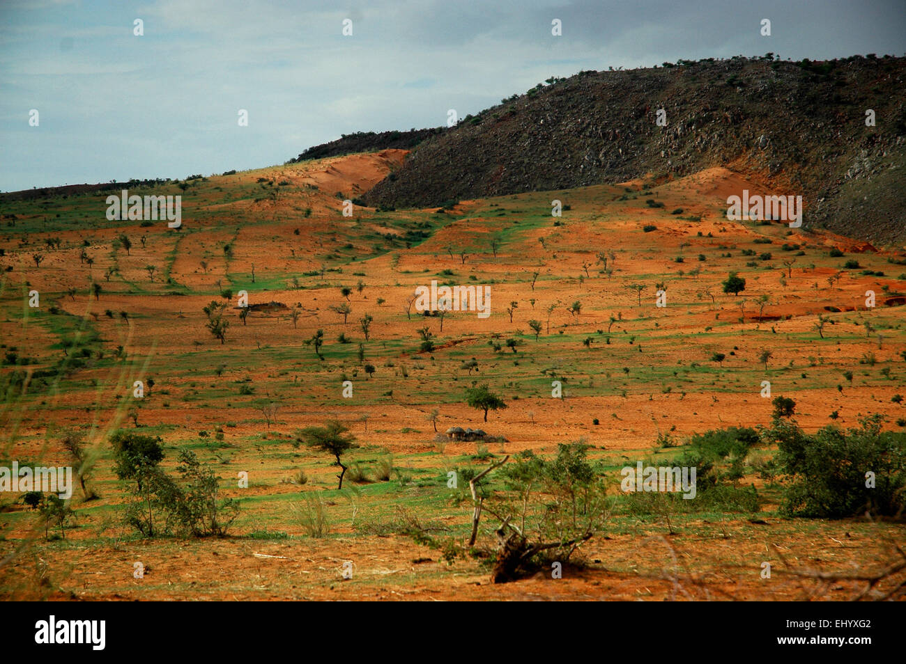 Niger, Africa, Sahel, field, millet, trees, sand, Zinder Stock Photo ...