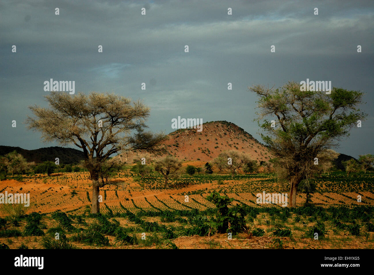 Niger, Africa, Sahel, field, millet, trees, sand, Zinder Stock Photo ...