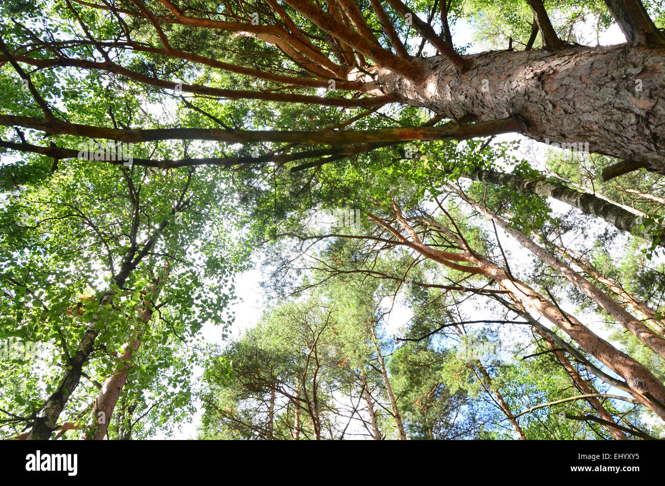 West coast forest hi-res stock photography and images - Alamy