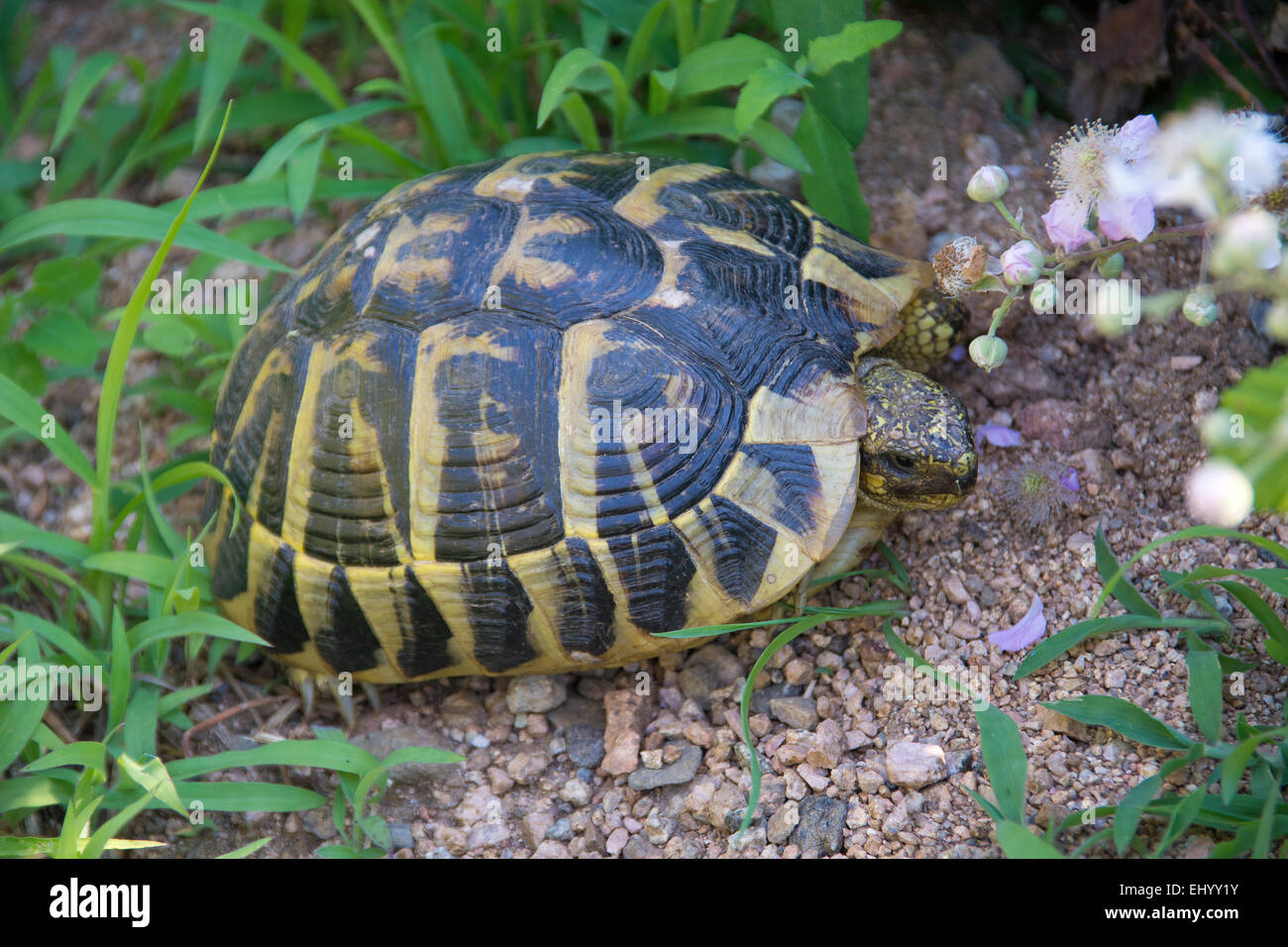 France, Europe, Corsica, coast, tortoise, Testudo hermanni hermanni ...
