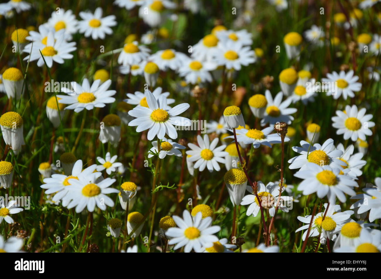 Portugal, Europe, alentejo, flower meadow, flowers, wild flowers ...
