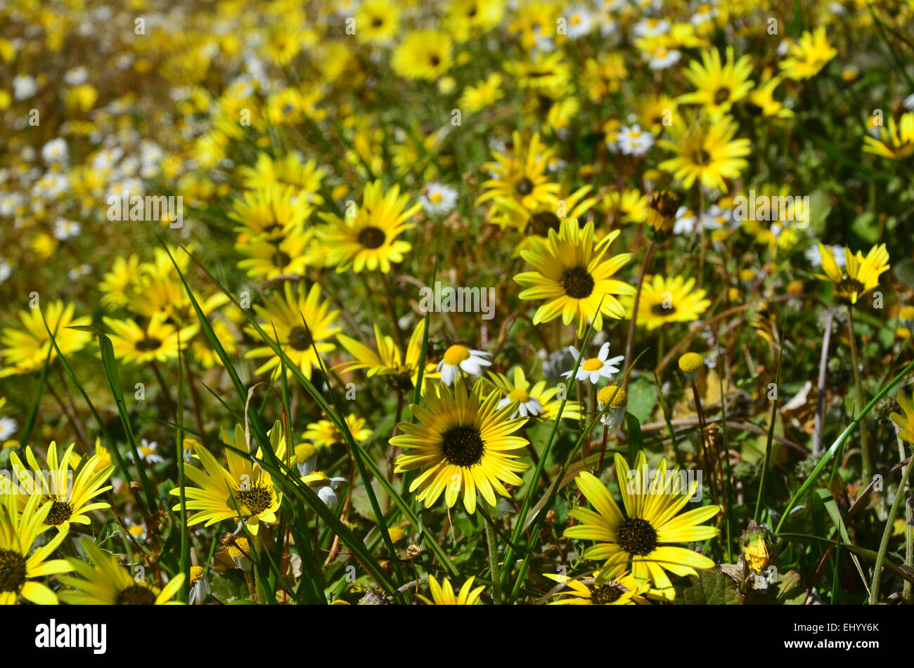 Portugal, Europe, alentejo, flower meadow, flowers, wild flowers ...