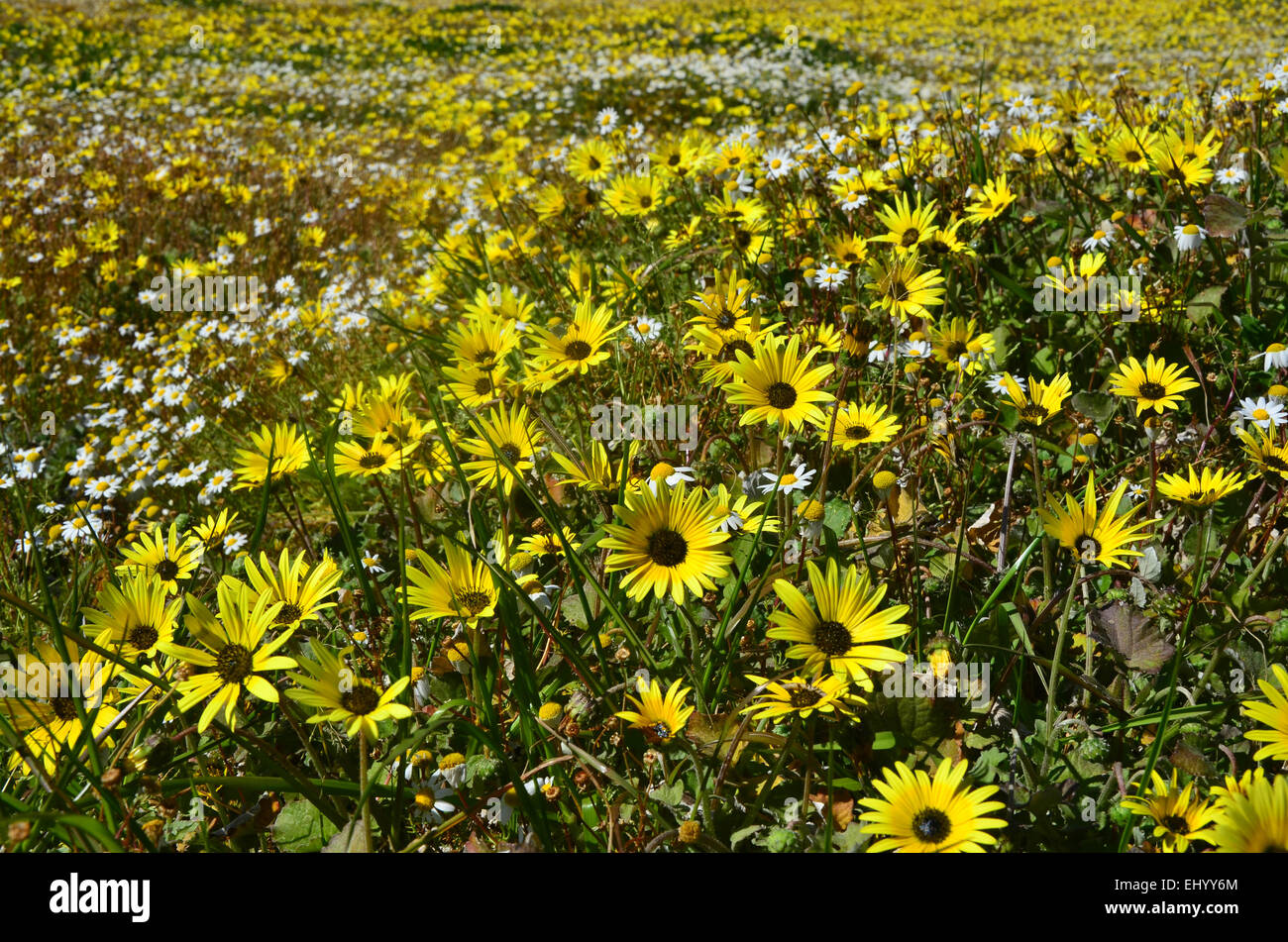 Portugal, Europe, alentejo, flower meadow, flowers, wild flowers ...