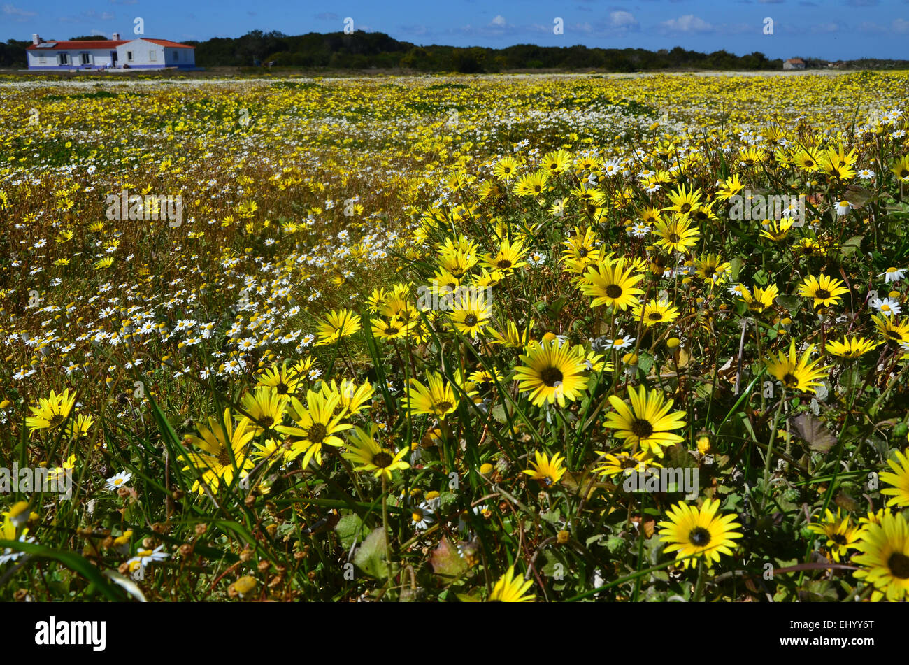 Portugal, Europe, alentejo, flower meadow, flowers, wild flowers ...