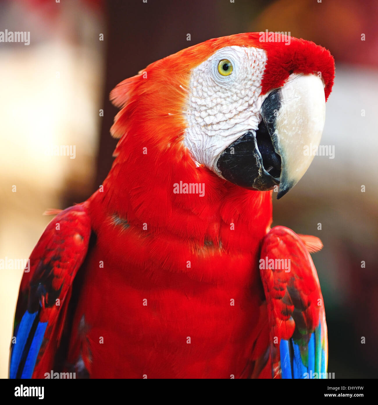 Beautiful parrot bird, Scarlet Macaw in portrait profile Stock Photo ...