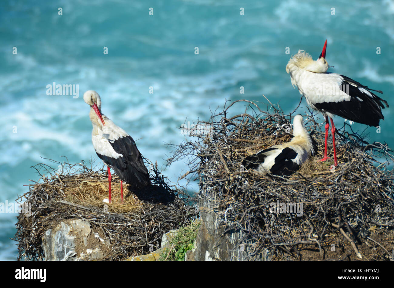 Portugal, Europe, alentejo, stork, white stork, bird, nest, pair, coast ...