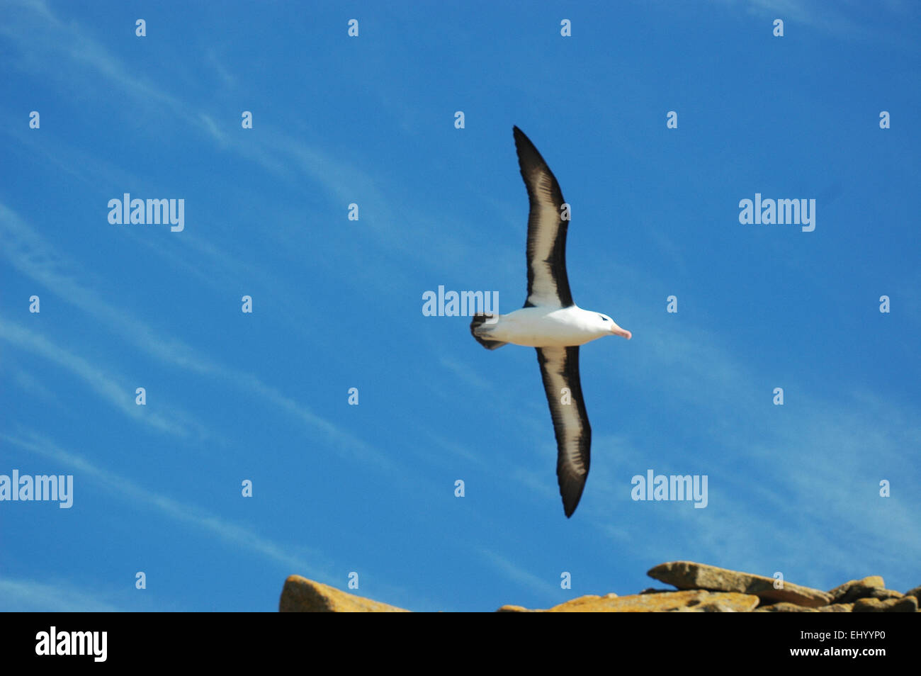 The Falklands, Falkland, South America, albatross, birds, black-browed ...