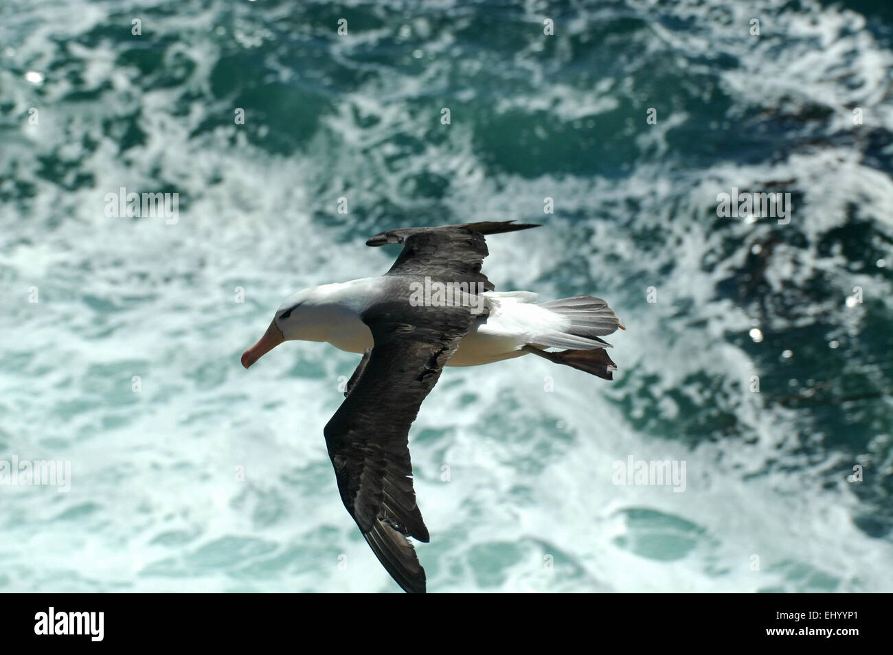 The Falklands, Falkland, South America, albatross, birds, black-browed ...