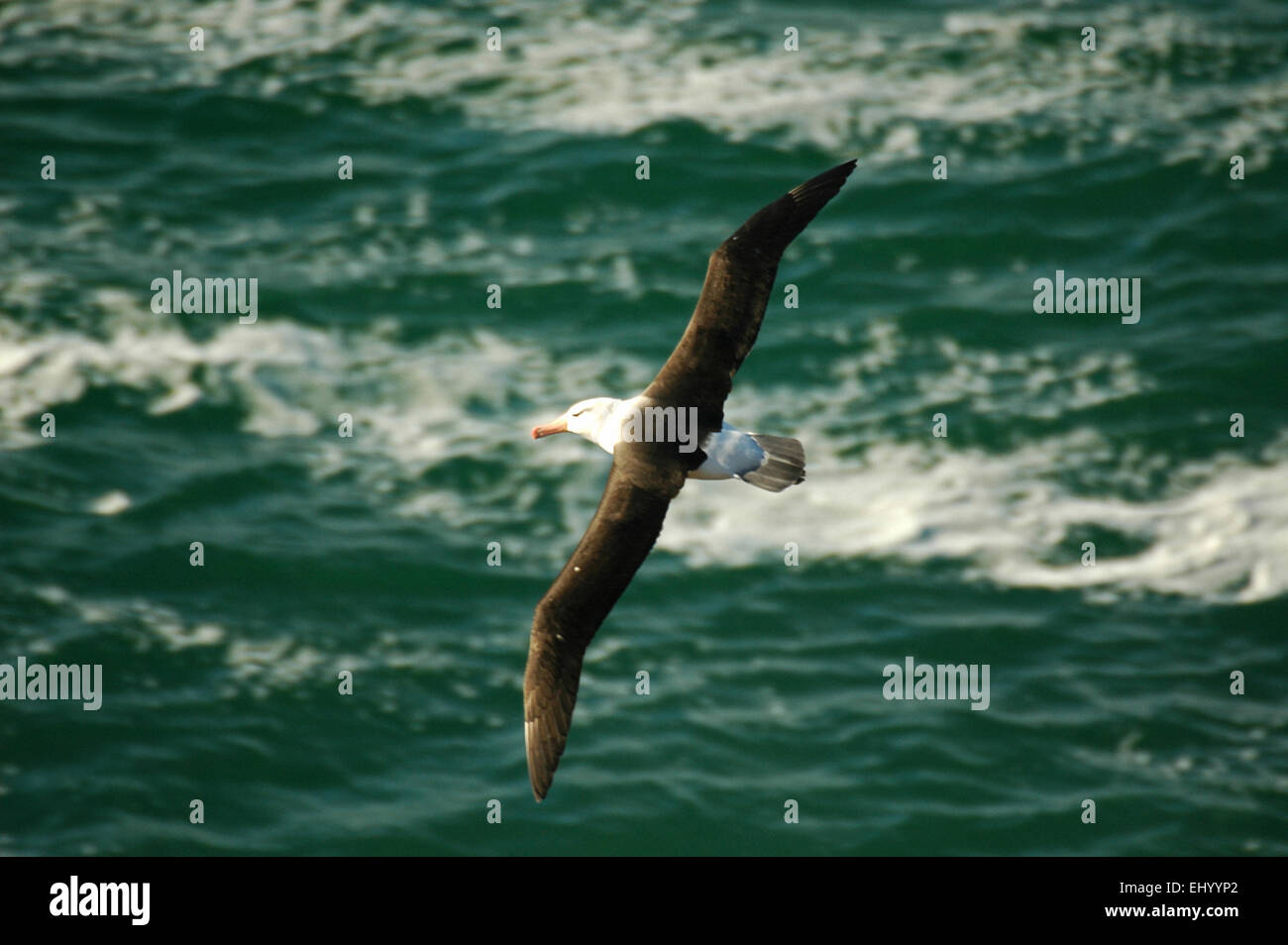The Falklands, Falkland, South America, albatross, birds, black-browed ...