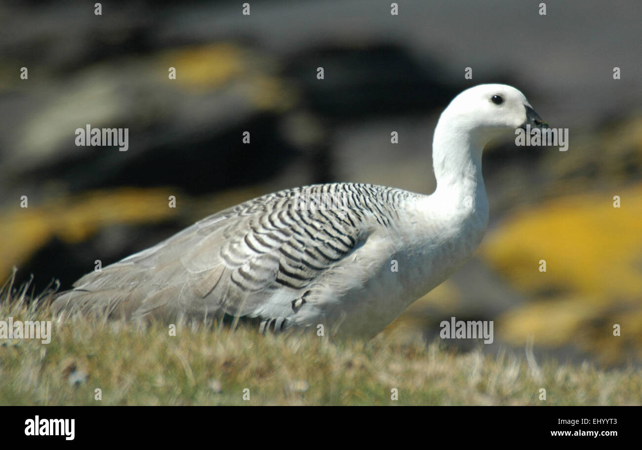 The Falklands, Falkland, South America, west falkland, magellangans ...