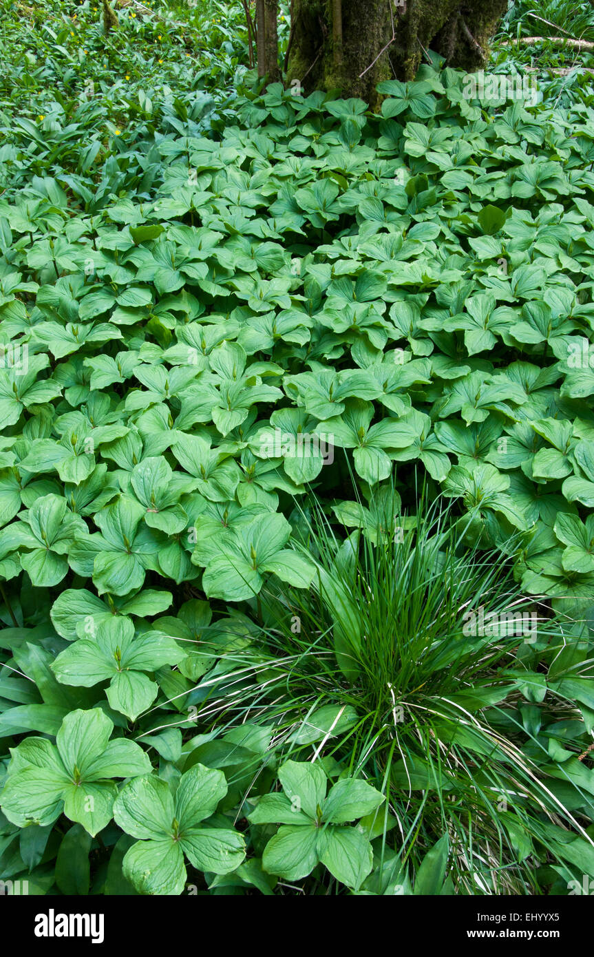 Monks dale greenery hi-res stock photography and images - Alamy