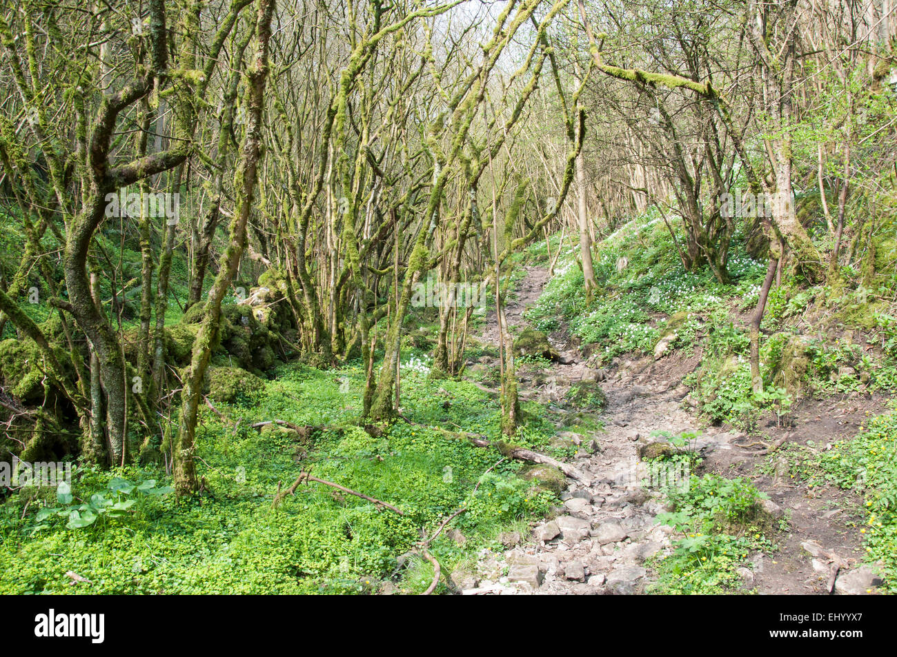 Monks dale spring hi-res stock photography and images - Alamy