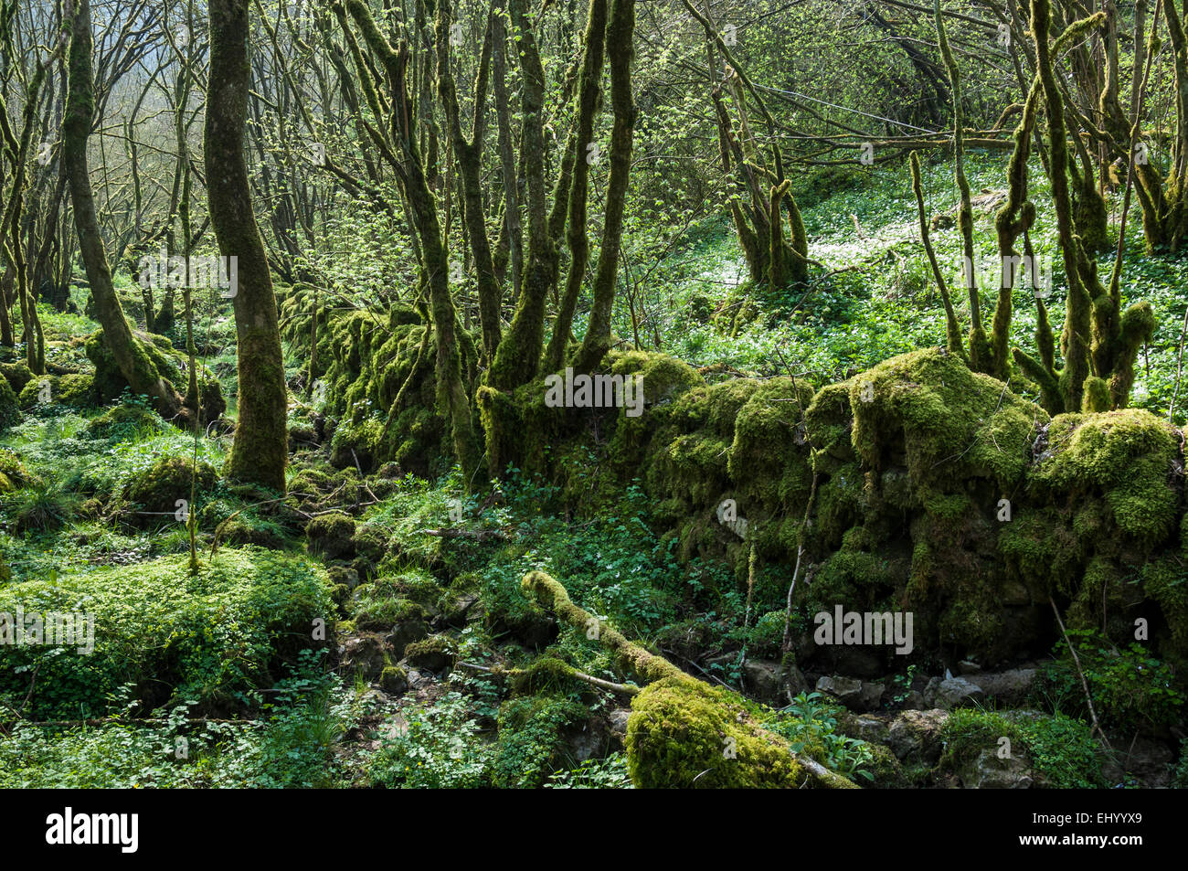 Monks Dale in the Peak District, Derbyshire. New spring greenery in ...