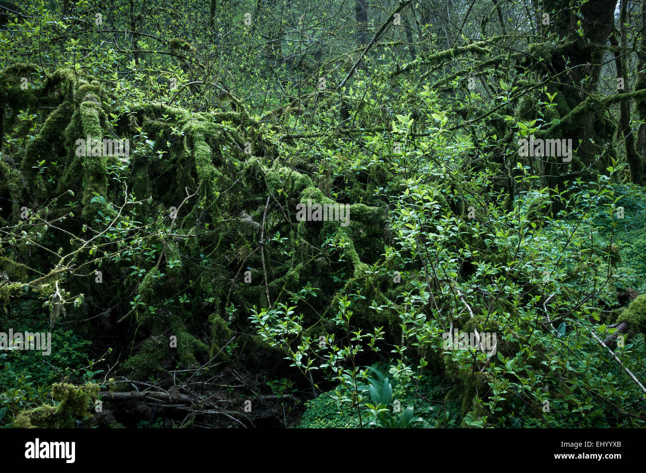 Monks Dale in the Peak District, Derbyshire. New spring greenery in ...