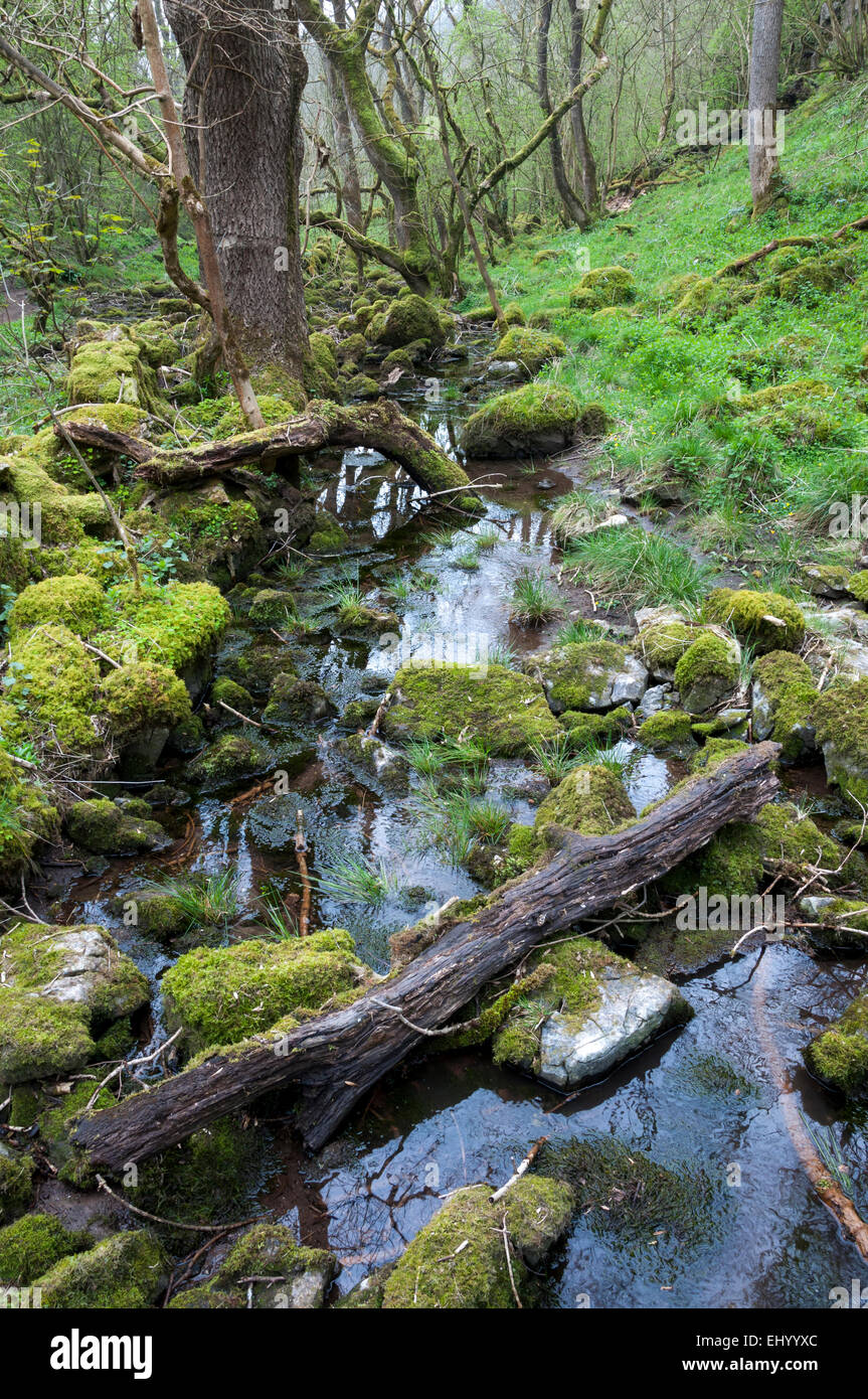 Monks Dale in the Peak District, Derbyshire. New spring greenery in ...