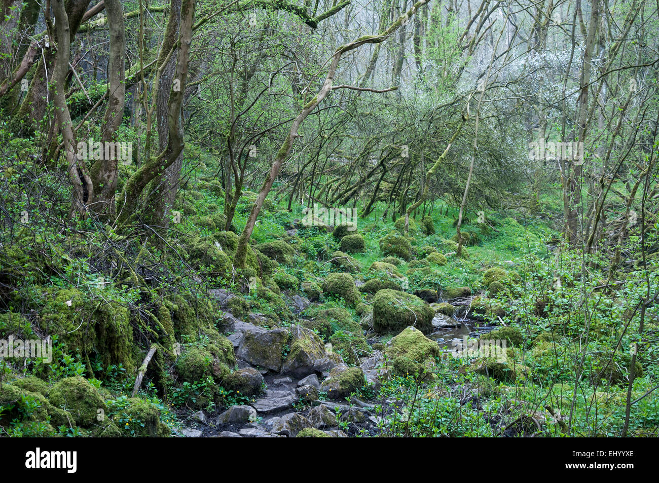 Monks Dale in the Peak District, Derbyshire. New spring greenery in ...