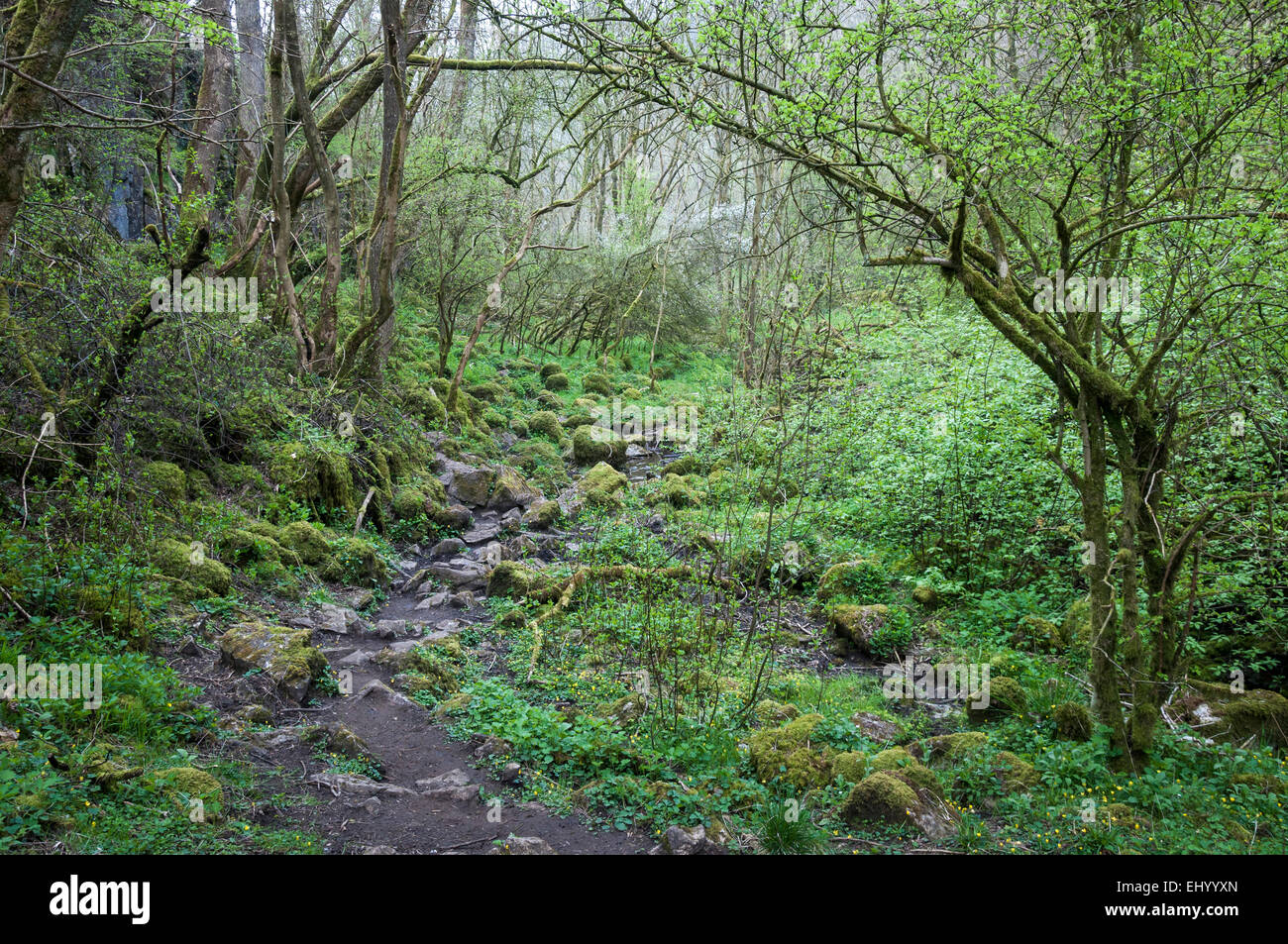 Monks Dale in the Peak District, Derbyshire. New spring greenery in ...