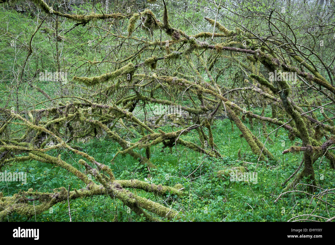 Monks Dale in the Peak District, Derbyshire. New spring greenery in ...