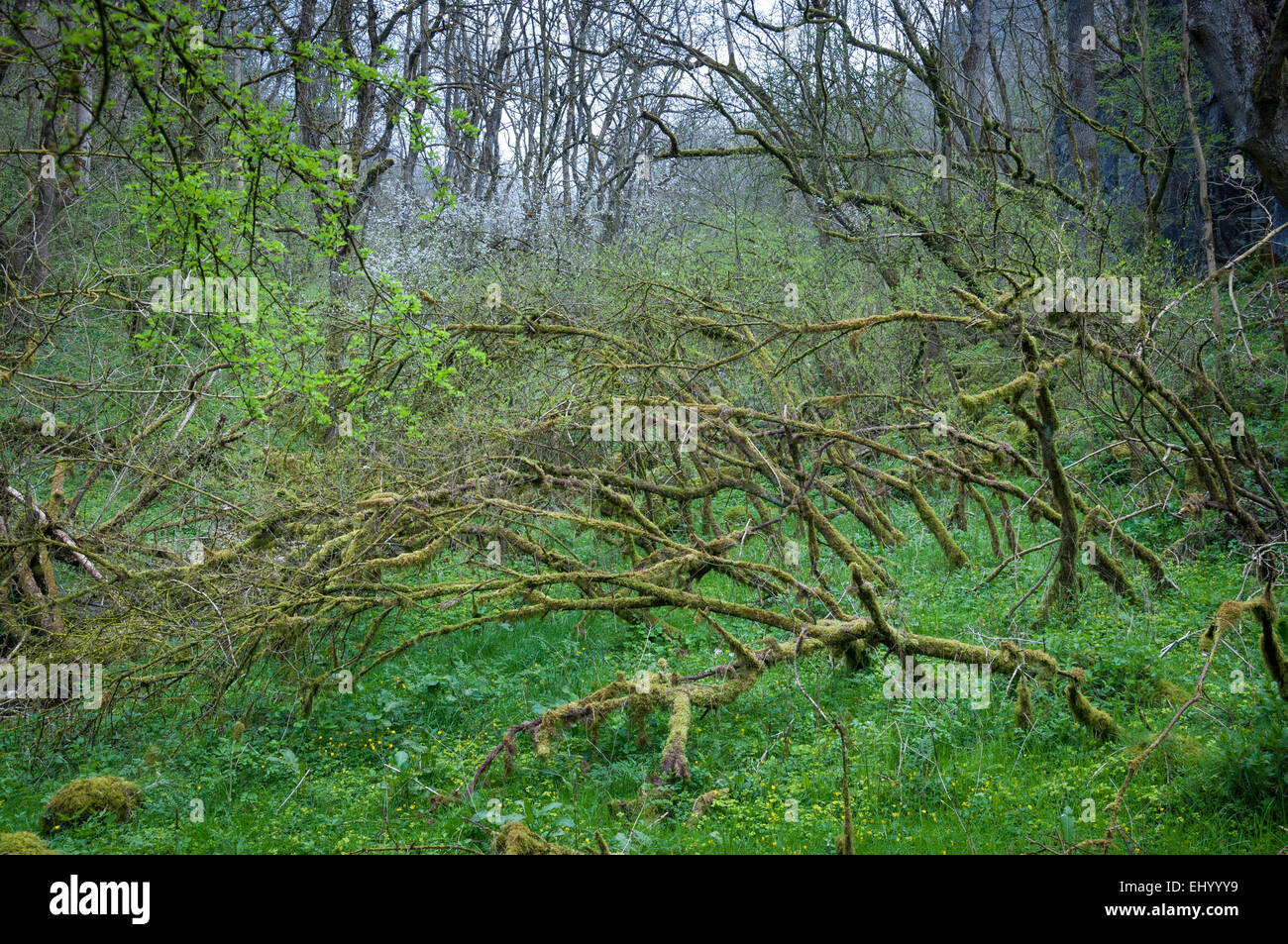 Monks Dale in the Peak District, Derbyshire. New spring greenery in ...