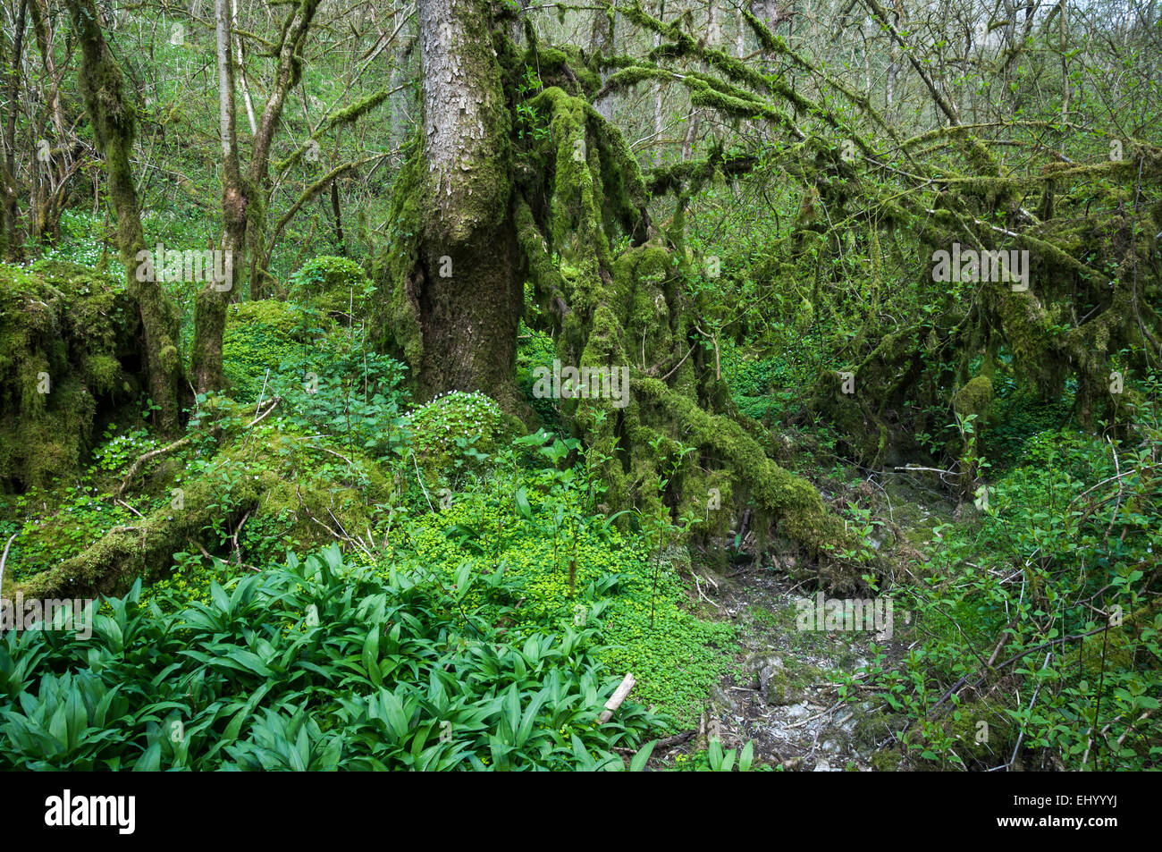 Monks Dale in the Peak District, Derbyshire. New spring greenery in ...