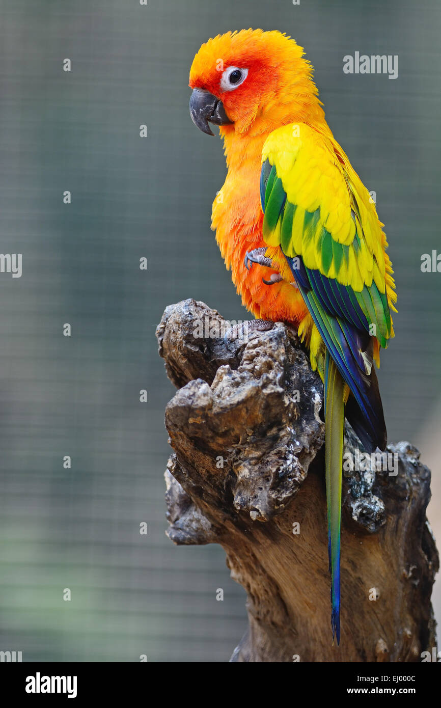 Colorful yellow parrot, Sun Conure (Aratinga solstitialis), standing on ...