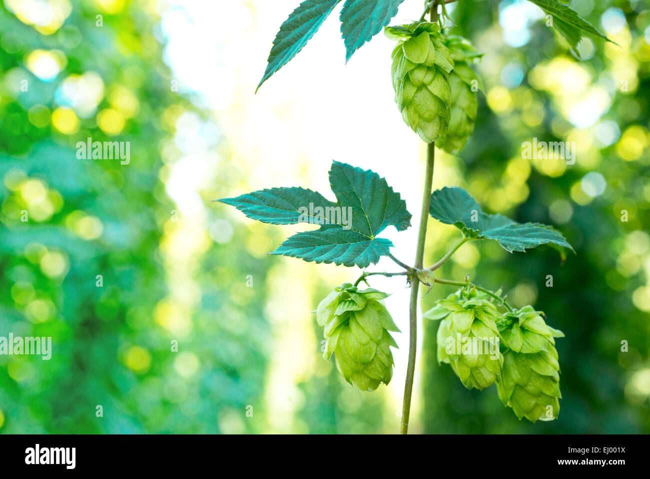 detail of hop cones in the hop-garden Stock Photo - Alamy
