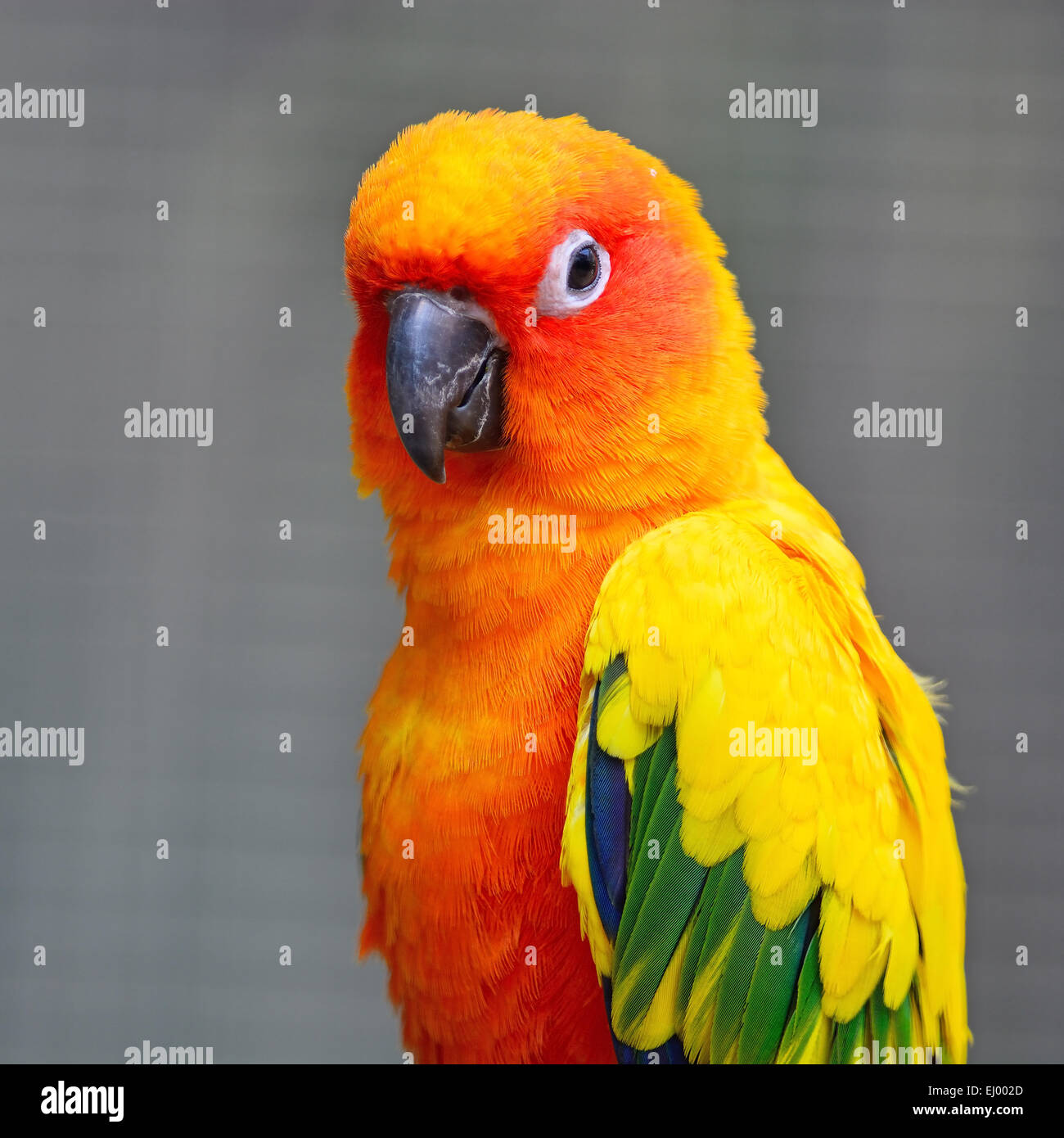 Colorful yellow parrot, Sun Conure (Aratinga solstitialis), standing on ...