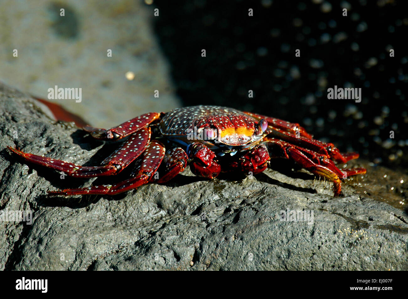 Ascension, Ascension Island, coast, crab, Grapsus grapsus, red cliff ...
