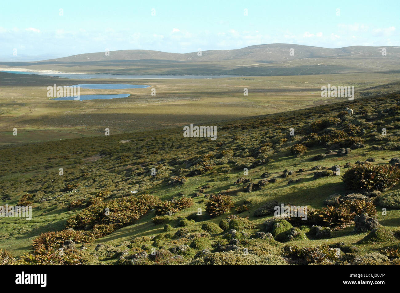 The Falklands, Falkland, South America, saunders Island, the rookery ...