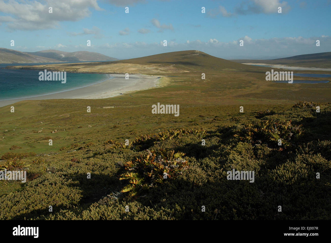The Falklands, Falkland, South America, saunders Island, the rookery ...