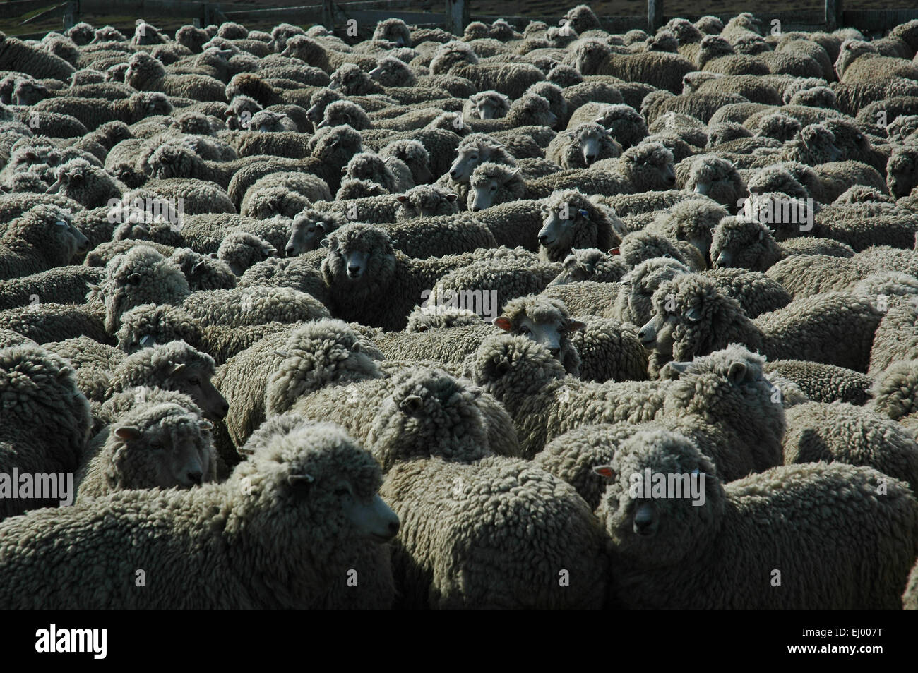 The Falklands, Falkland, South America, saunders Island, sheep, flock ...