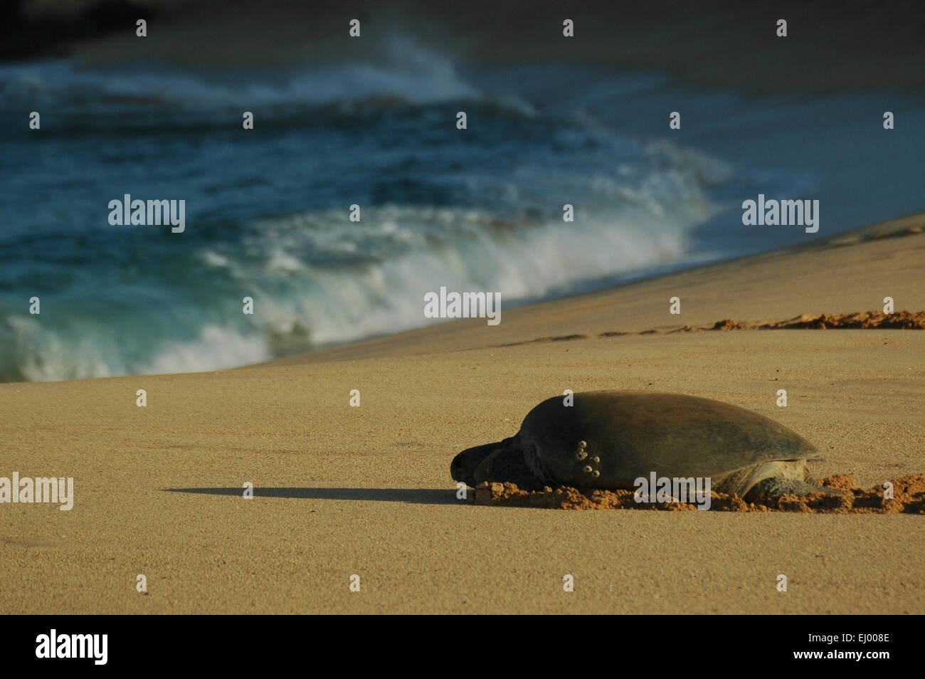 Ascension island turtle hi-res stock photography and images - Alamy